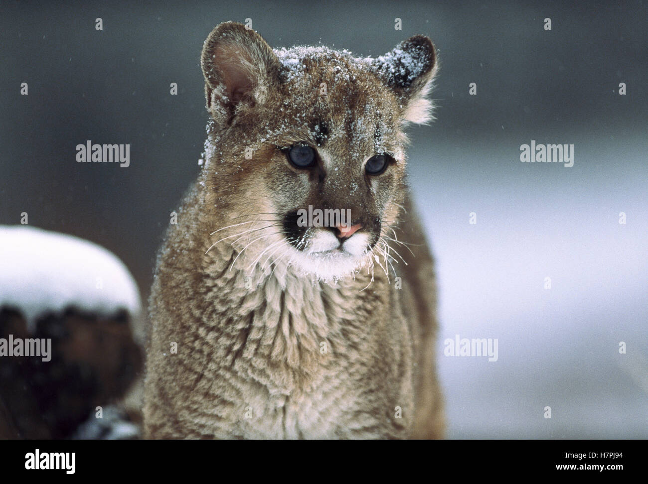 Mountain Lion (Puma concolor) cub in snow, Montana Stock Photo - Alamy
