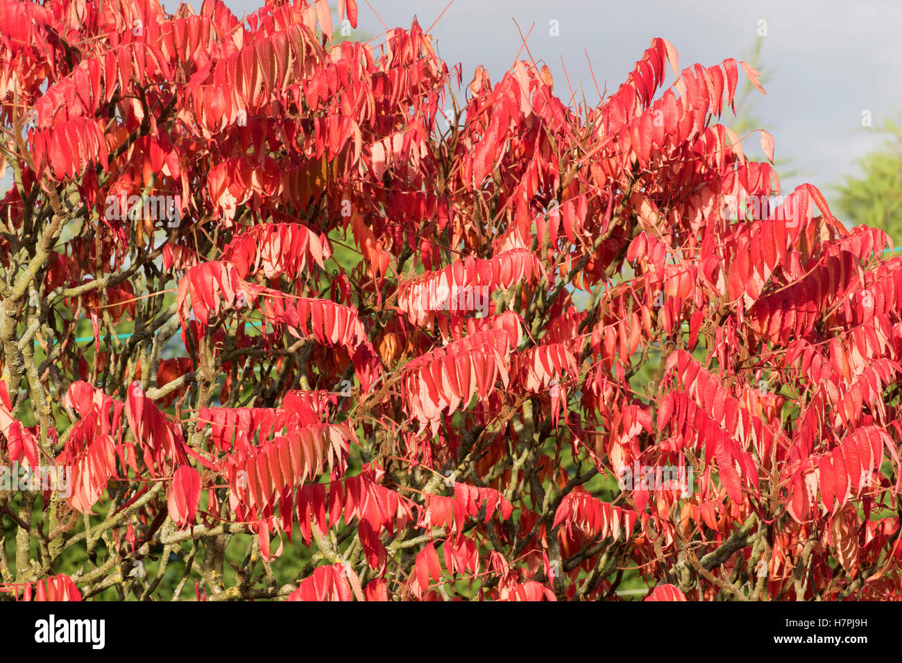 Rhus typhina leaves hi-res stock photography and images - Alamy