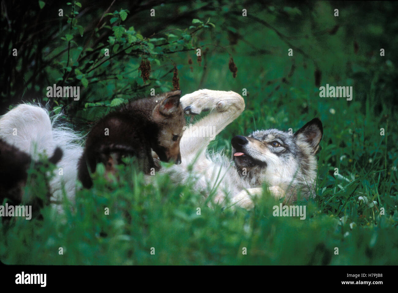 Timber Wolf (Canis lupus) mother rolling in green grass with pup ...