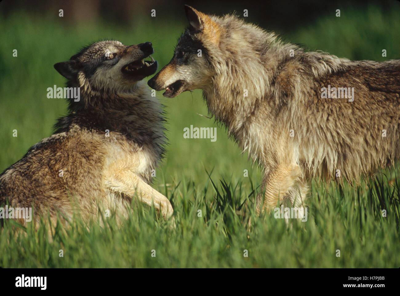 Timber Wolf (Canis lupus) pair arguing, Montana Stock Photo - Alamy