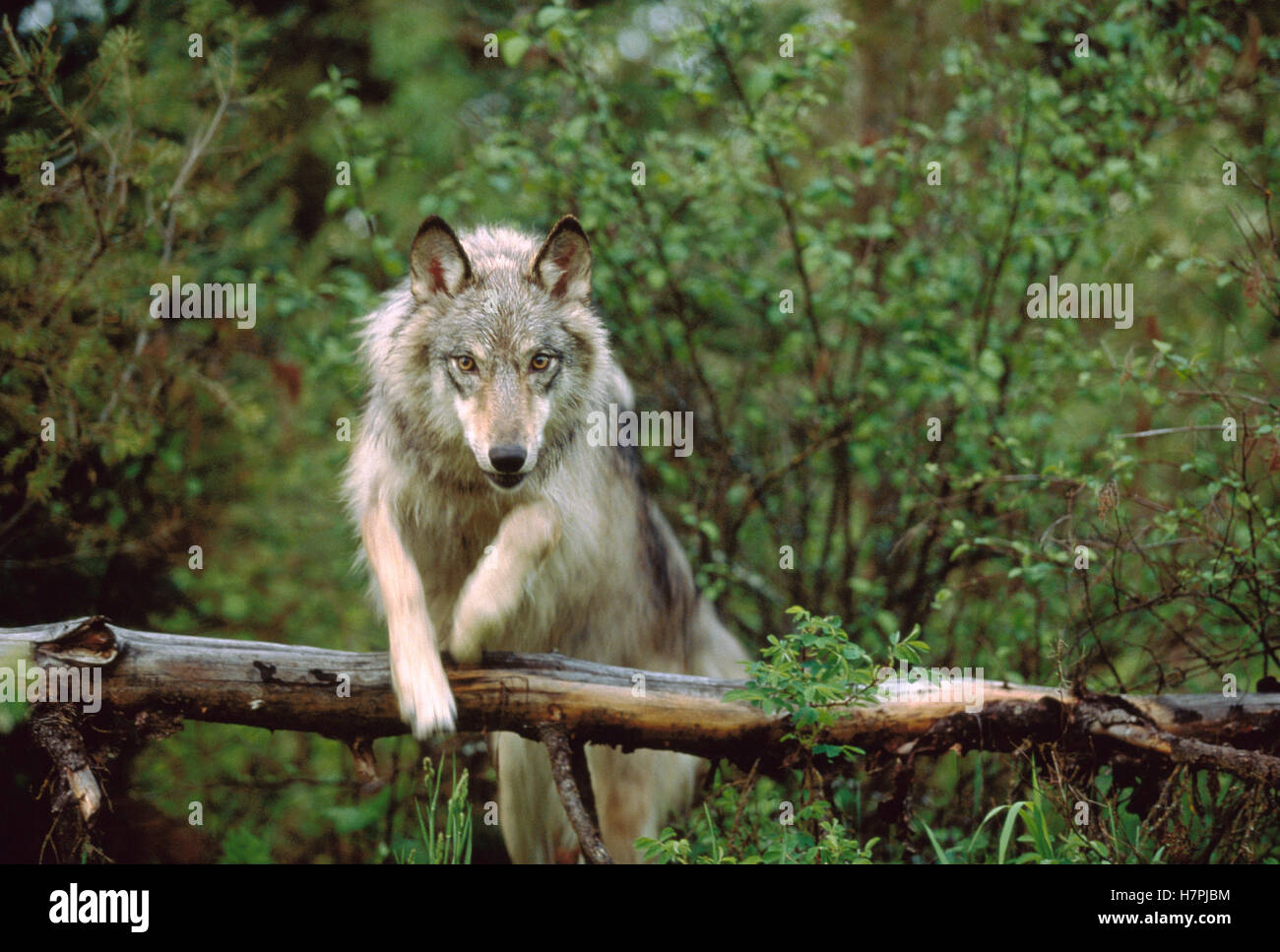Timber Wolf (Canis lupus) leaping over fallen log, Montana Stock Photo ...
