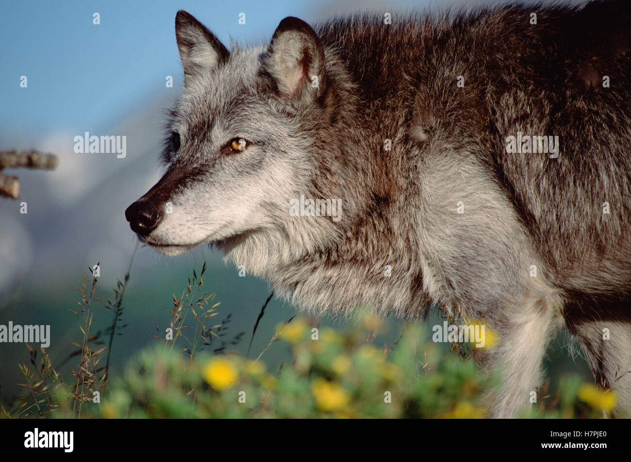 Timber Wolf (Canis lupus) adult portrait, North America Stock Photo - Alamy
