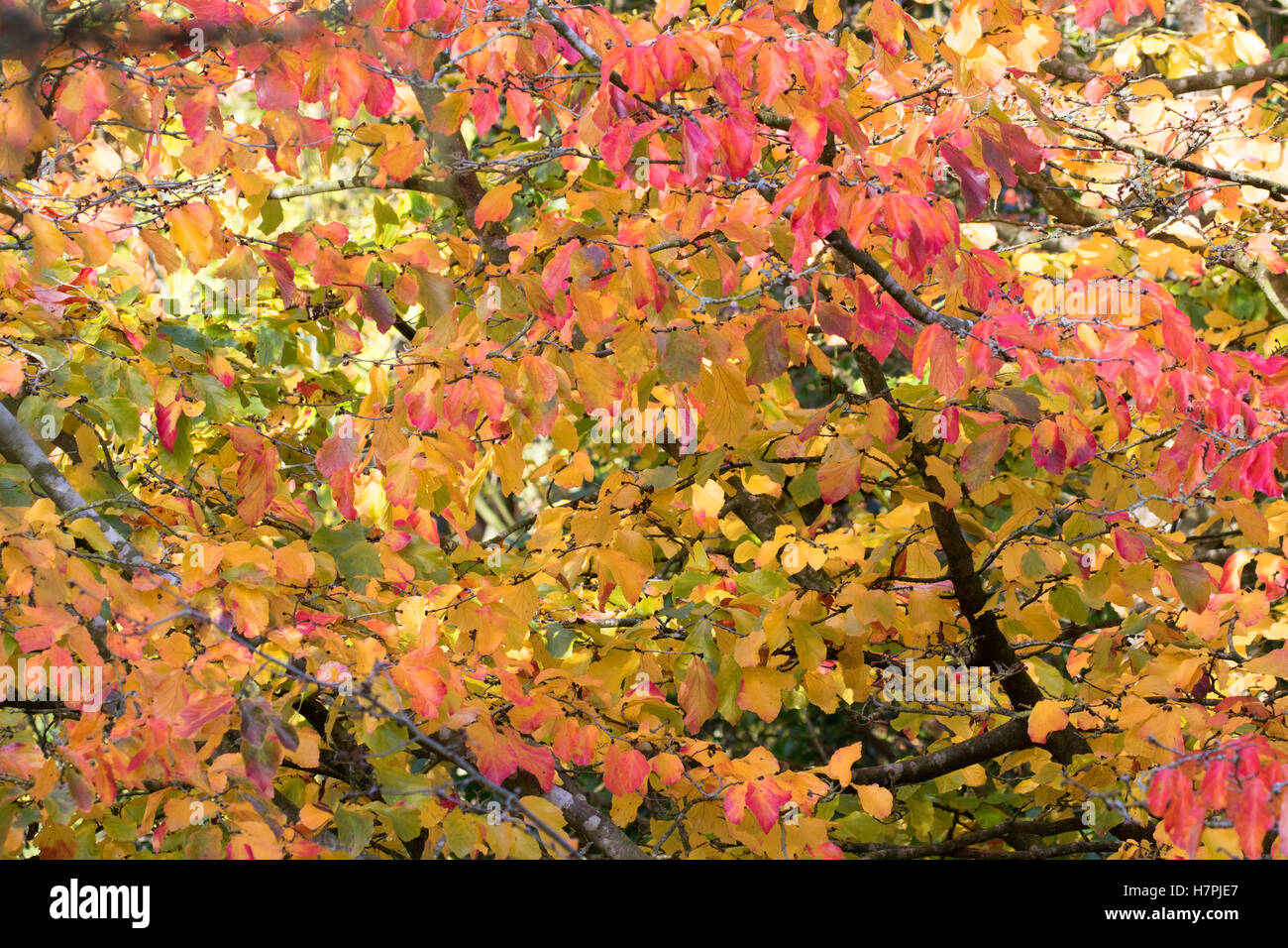 Parrotia persica tree hi-res stock photography and images - Alamy