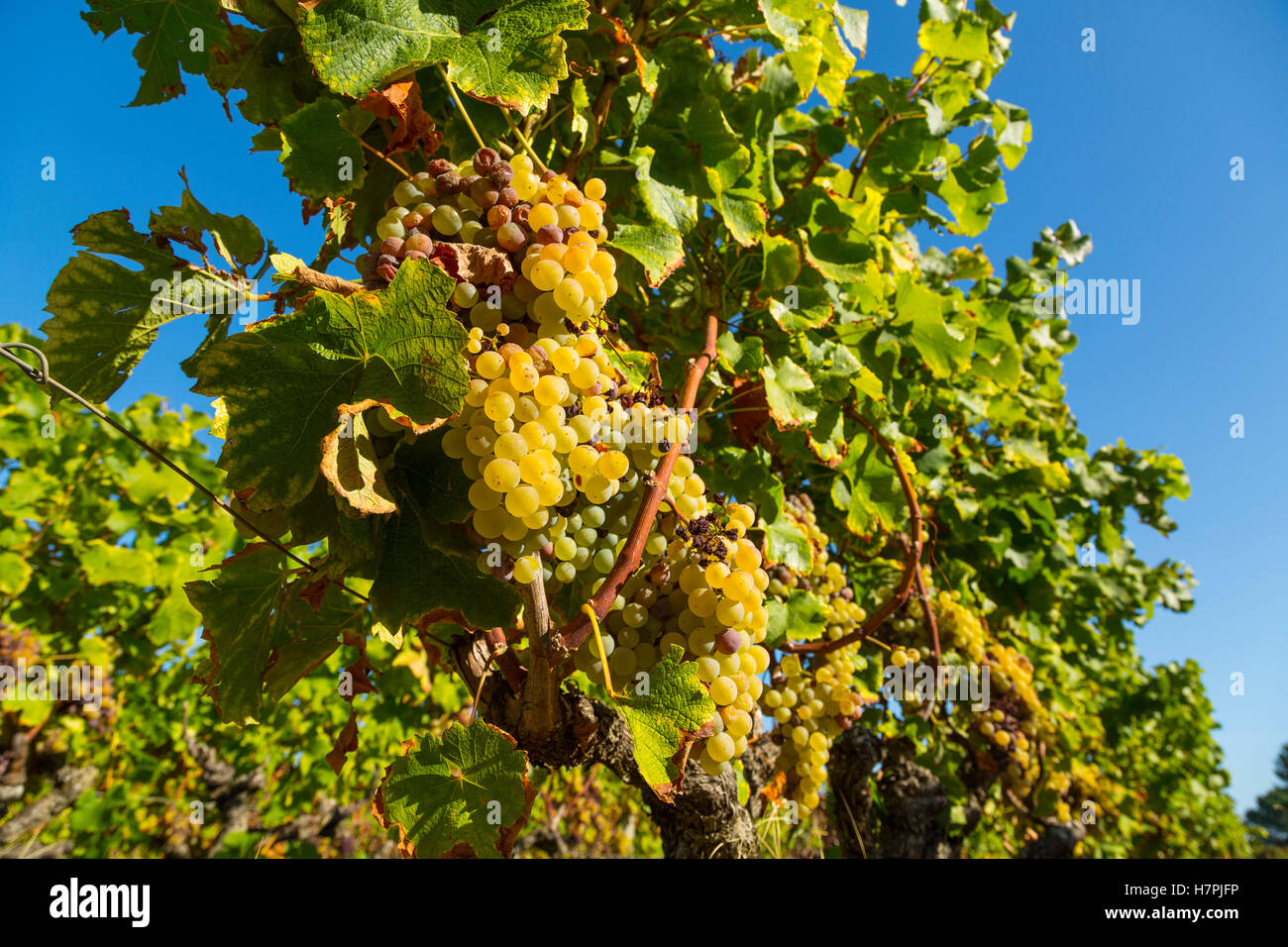 White grape in Sauternes Region, Barsac, Bordeaux, Aquitaine France ...
