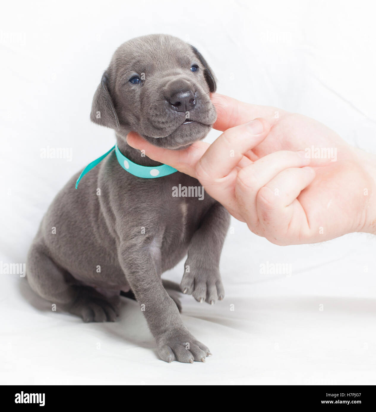 Tiny Great Dane puppy held for a post on a white background Stock Photo ...