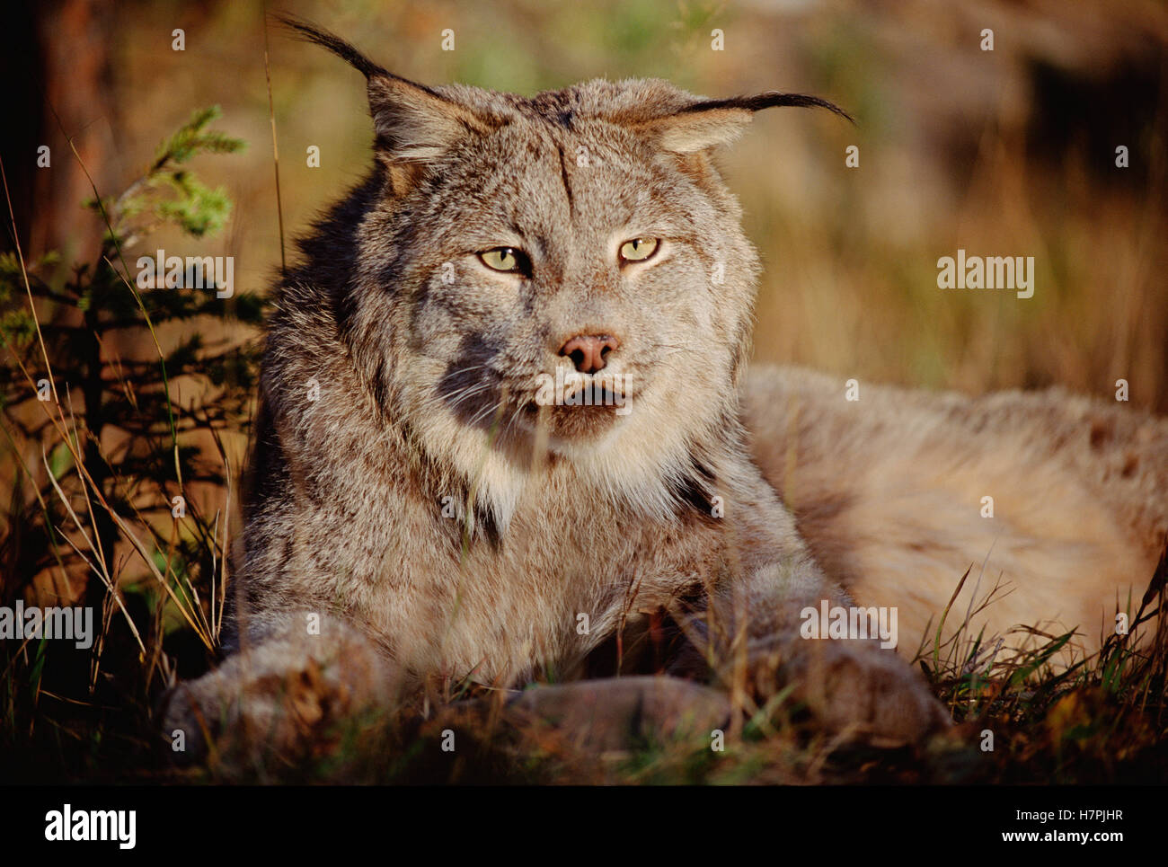 Canada Lynx (Lynx canadensis) adult portrait, North America Stock Photo ...