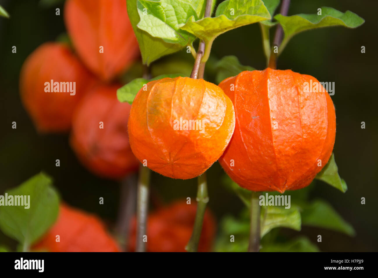 Physalis plant hi-res stock photography and images - Alamy