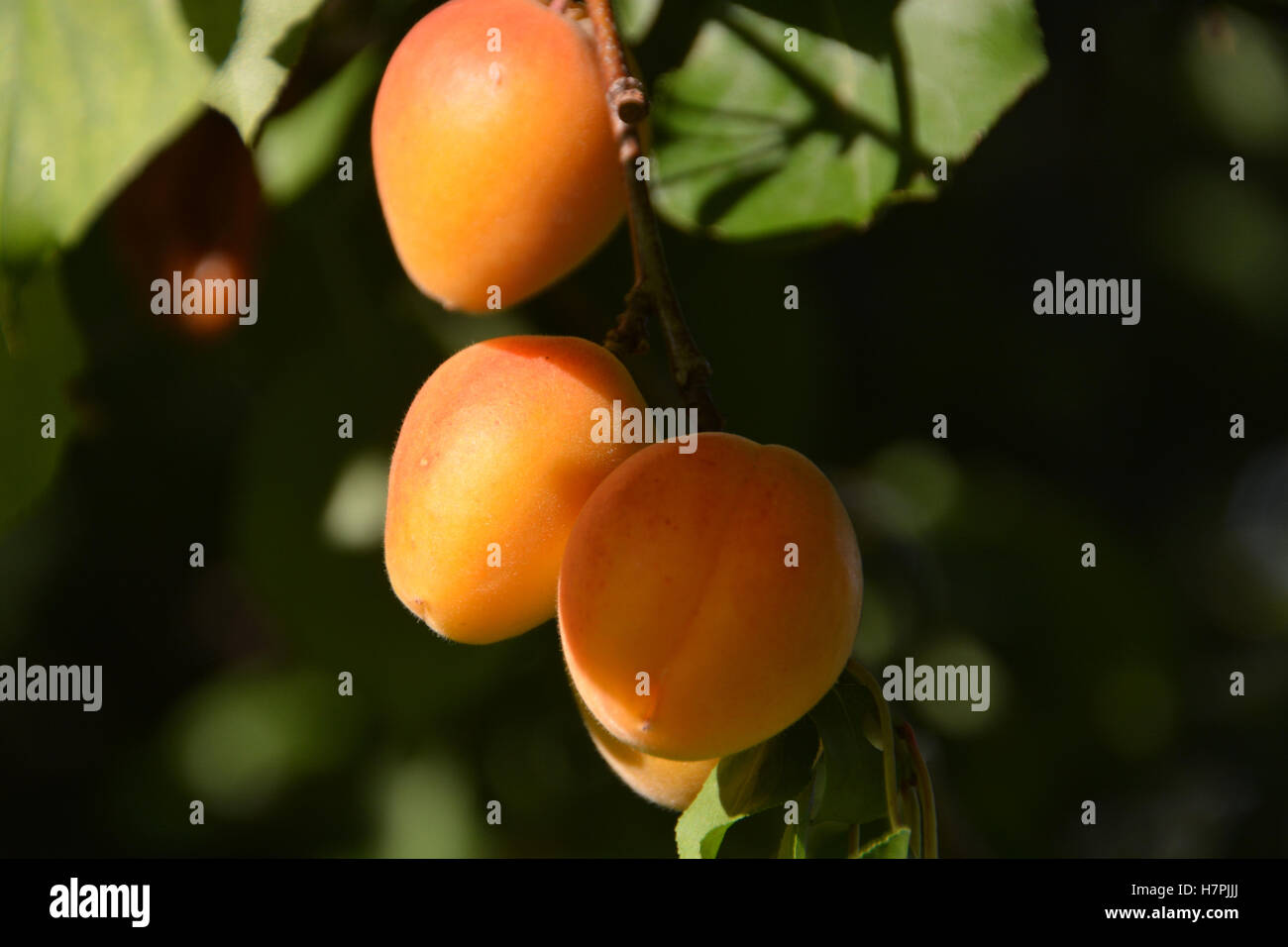 Ripe apricots on tree hi-res stock photography and images - Alamy