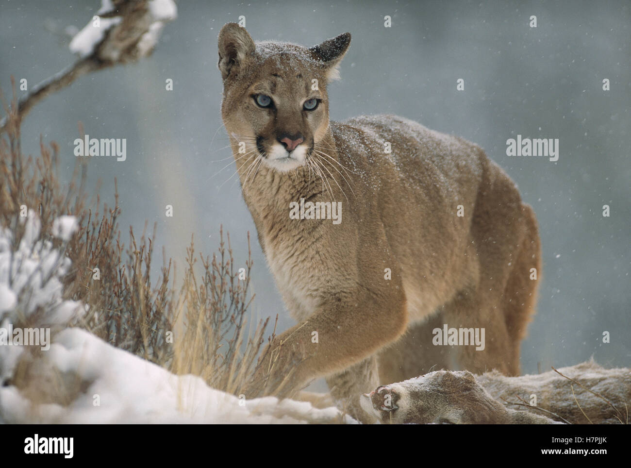 Mountain Lion (Puma concolor) in snowfall, North America Stock Photo ...