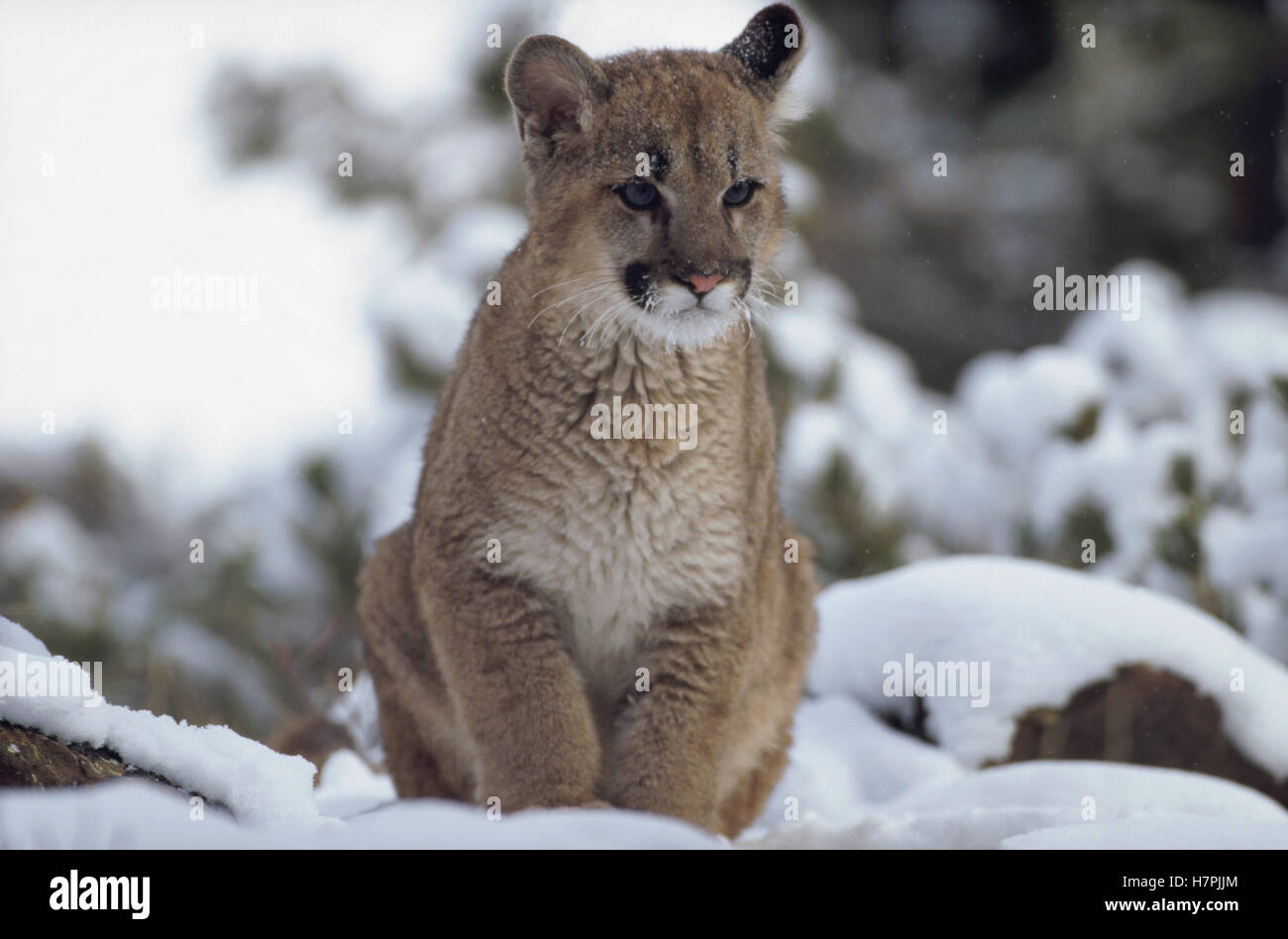 Mountain Lion (Puma concolor) juvenile in snow, North America Stock ...