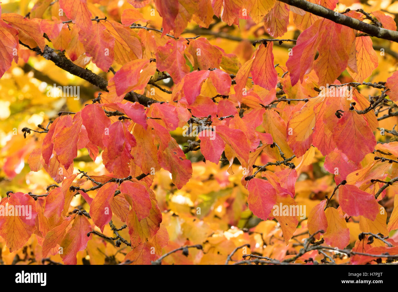 Parrotia persica tree hi-res stock photography and images - Alamy