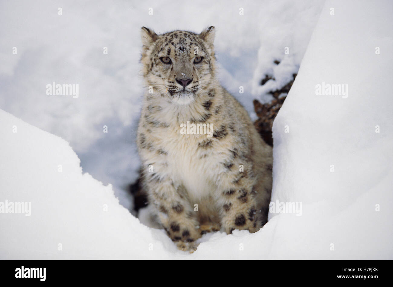 Snow Leopard (Panthera uncia) in snow, native to Asia Stock Photo - Alamy
