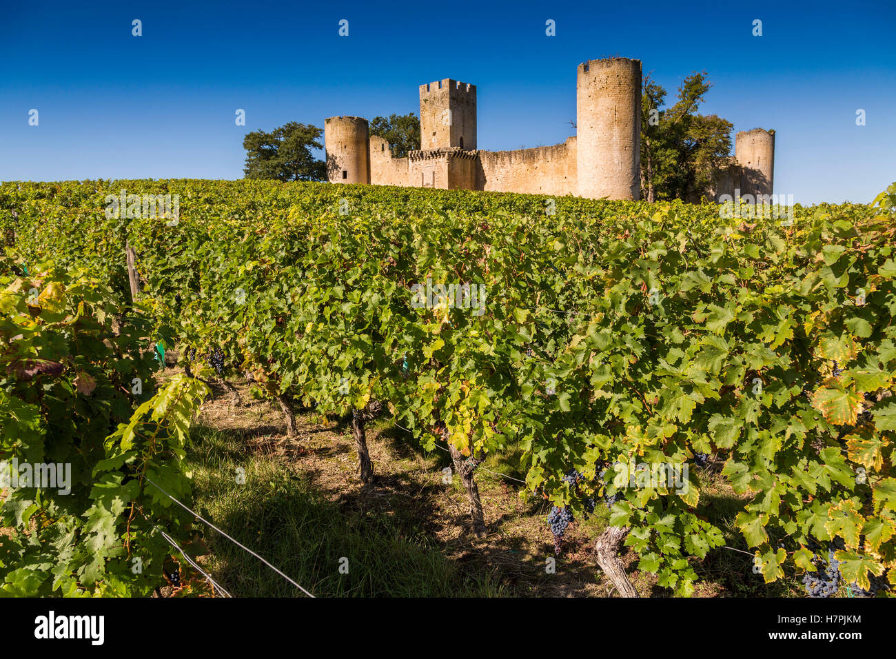 Vineyard and ancient castle. Sauternes Region, Budos, Aquitaine ...