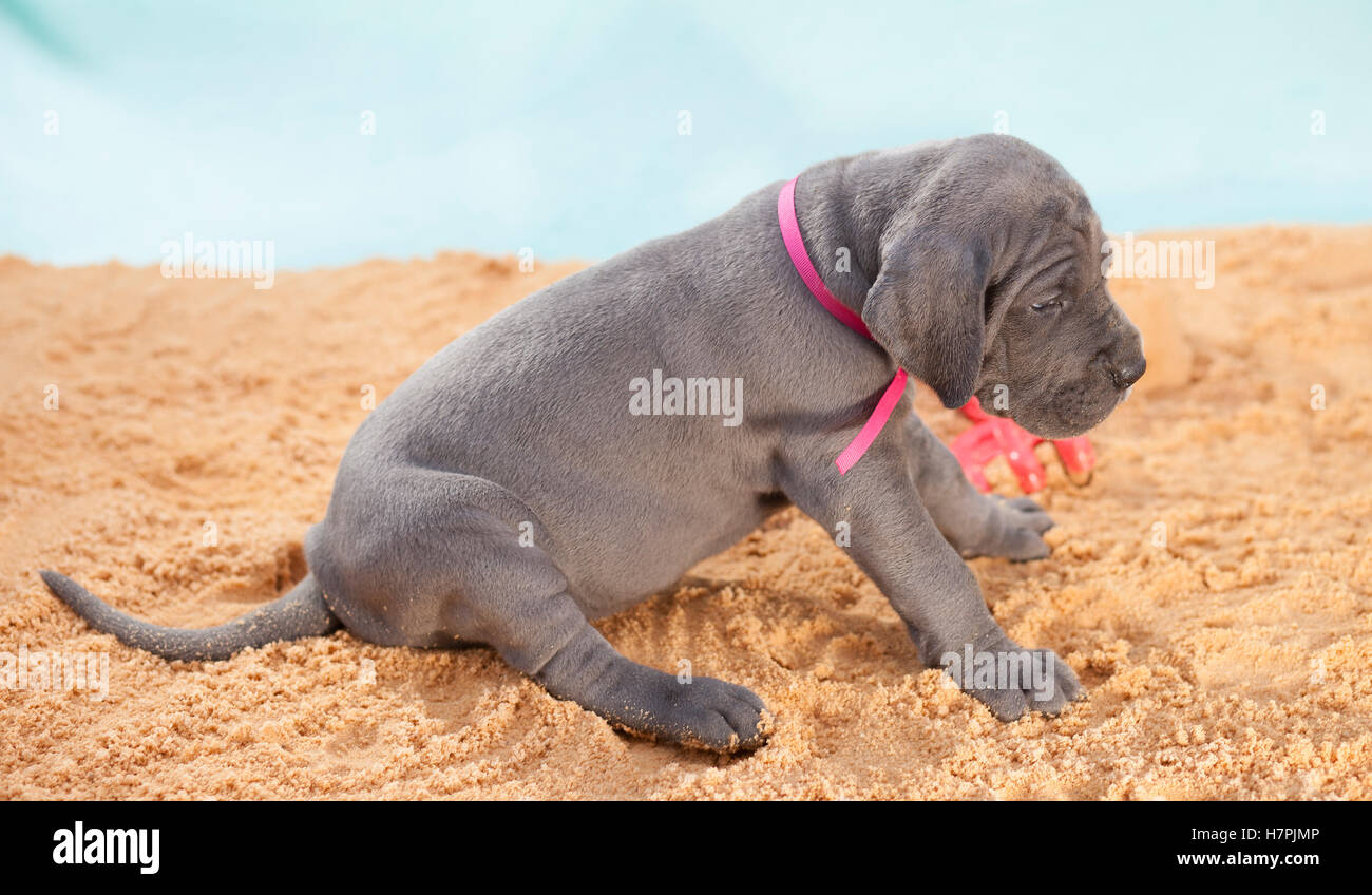 Purebred Great Dane puppy that looks ready to play on the sand Stock ...