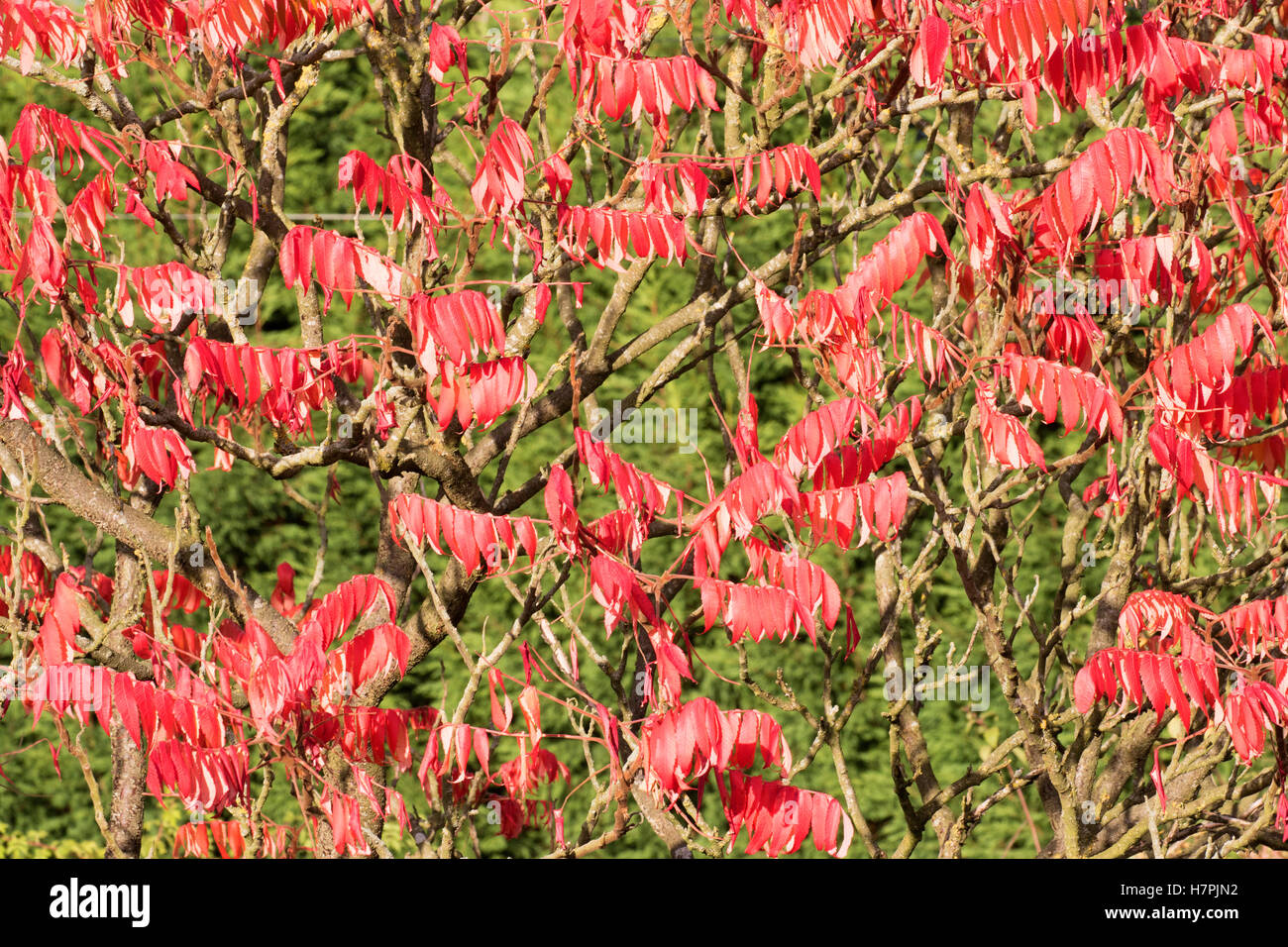 Sumach, Rhus typhina, with red leaves in Autumn. Worcestershire; UK ...