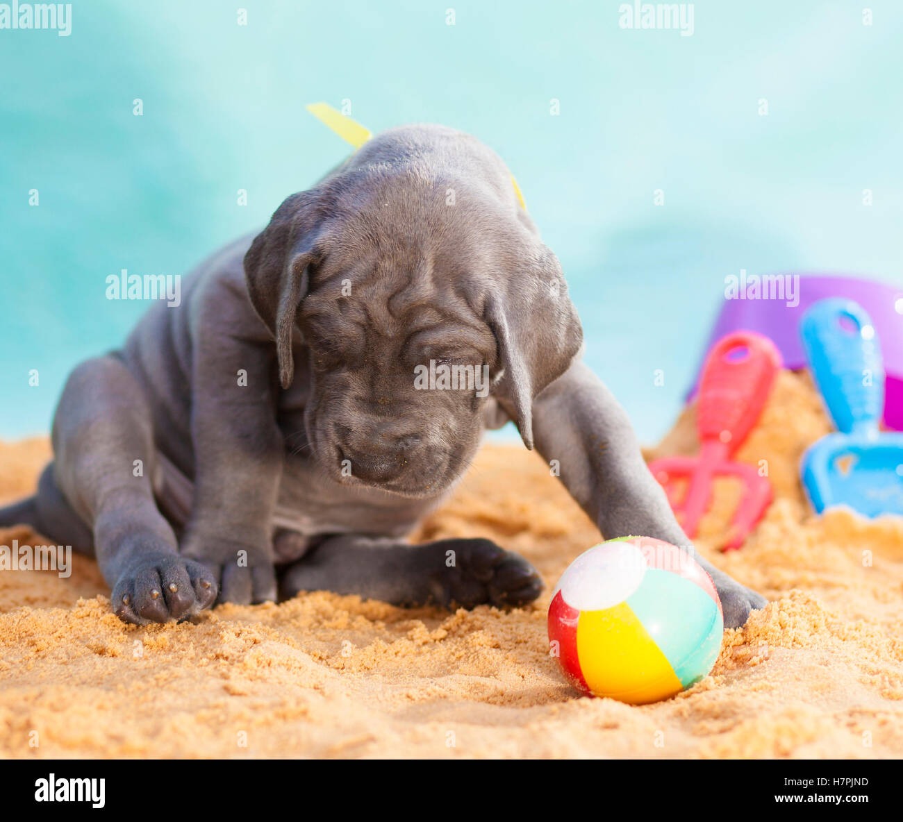 Great dane with sad eyes hi-res stock photography and images - Alamy