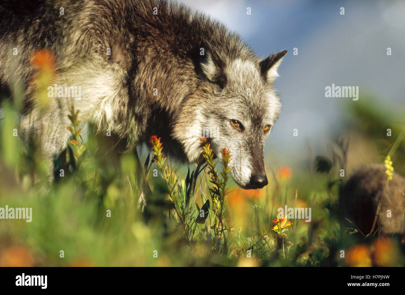 Timber Wolf (Canis lupus) walking through grass, North America Stock ...