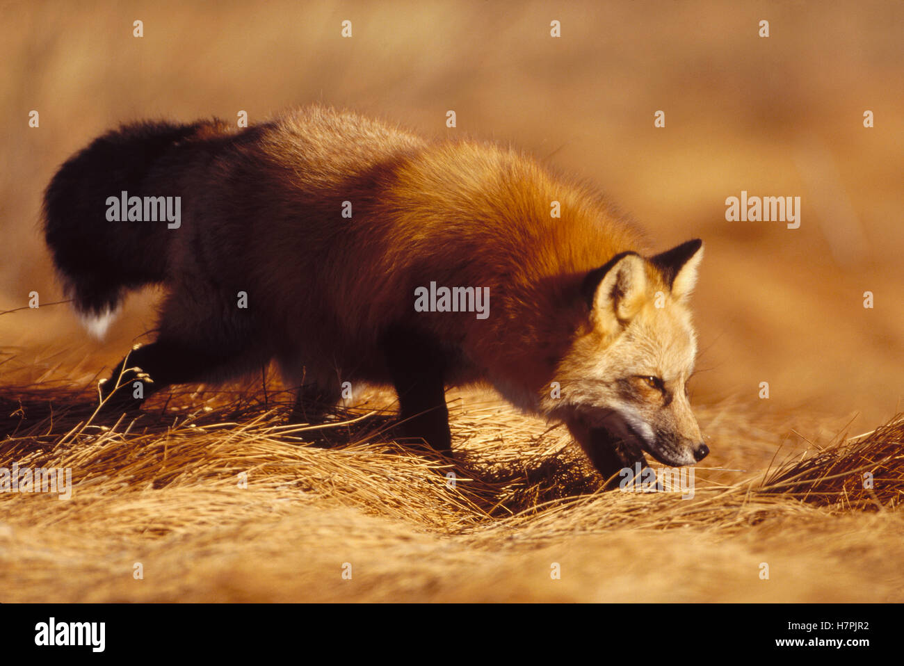 Red Fox (Vulpes vulpes) walking over dried grasses, Colorado Stock ...