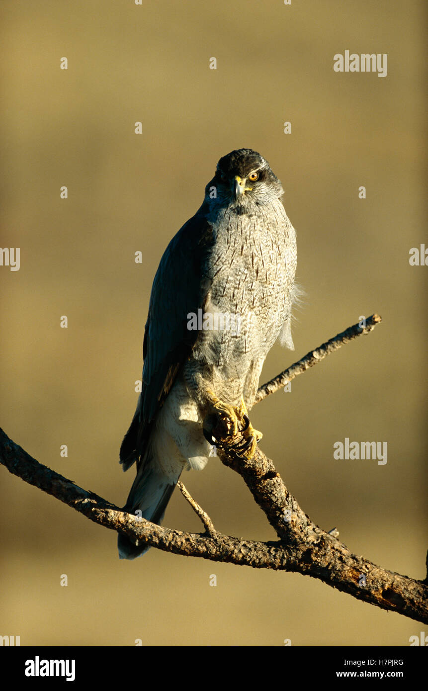 Northern Goshawk (Accipiter gentilis) perched on branch, North America ...