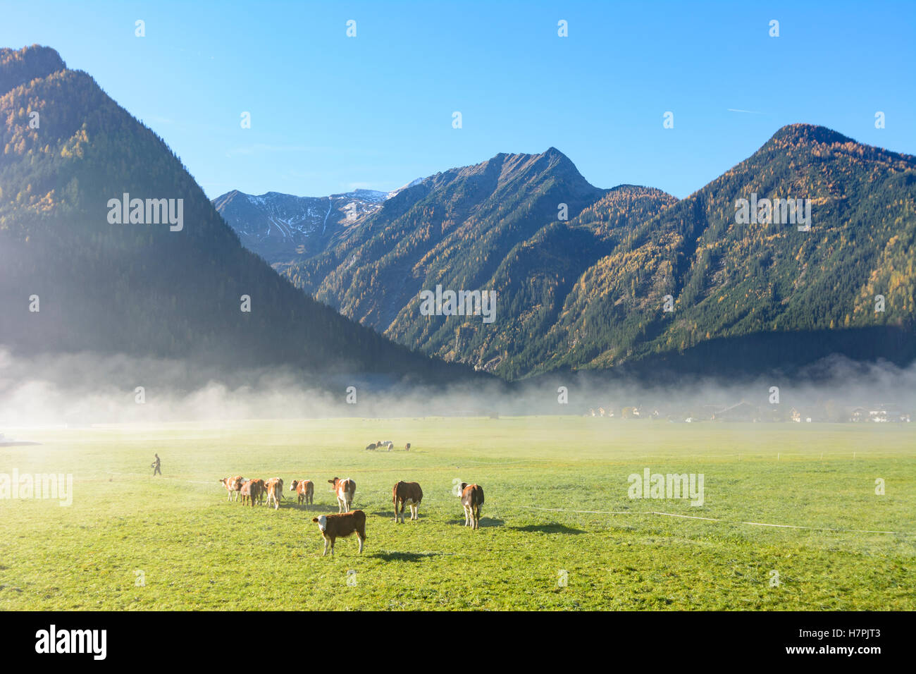 Neukirchen am Großvenediger: cows, houses, farmer, Salzach valley ...