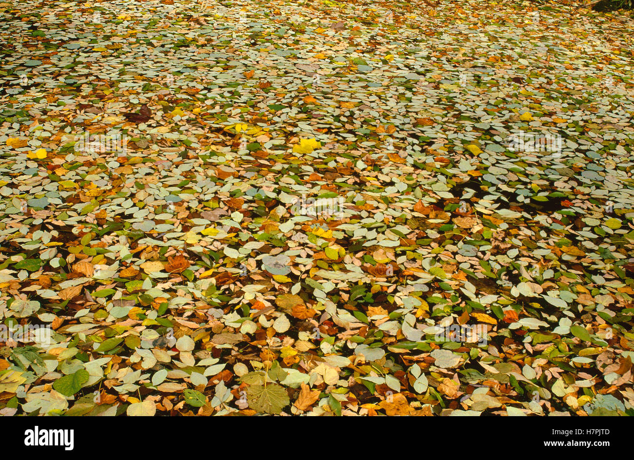 White Ash (Fraxinus americana) Boxelder (Acer negundo) Sycamore (Acer ...