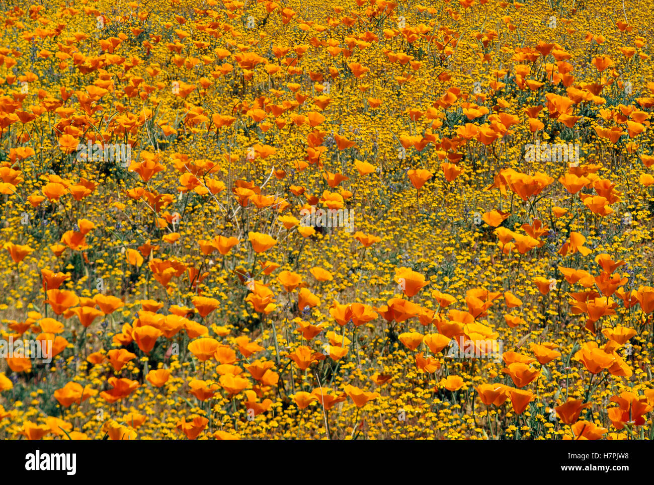 California Poppy (Eschscholzia californica) and Golden Yarrow ...