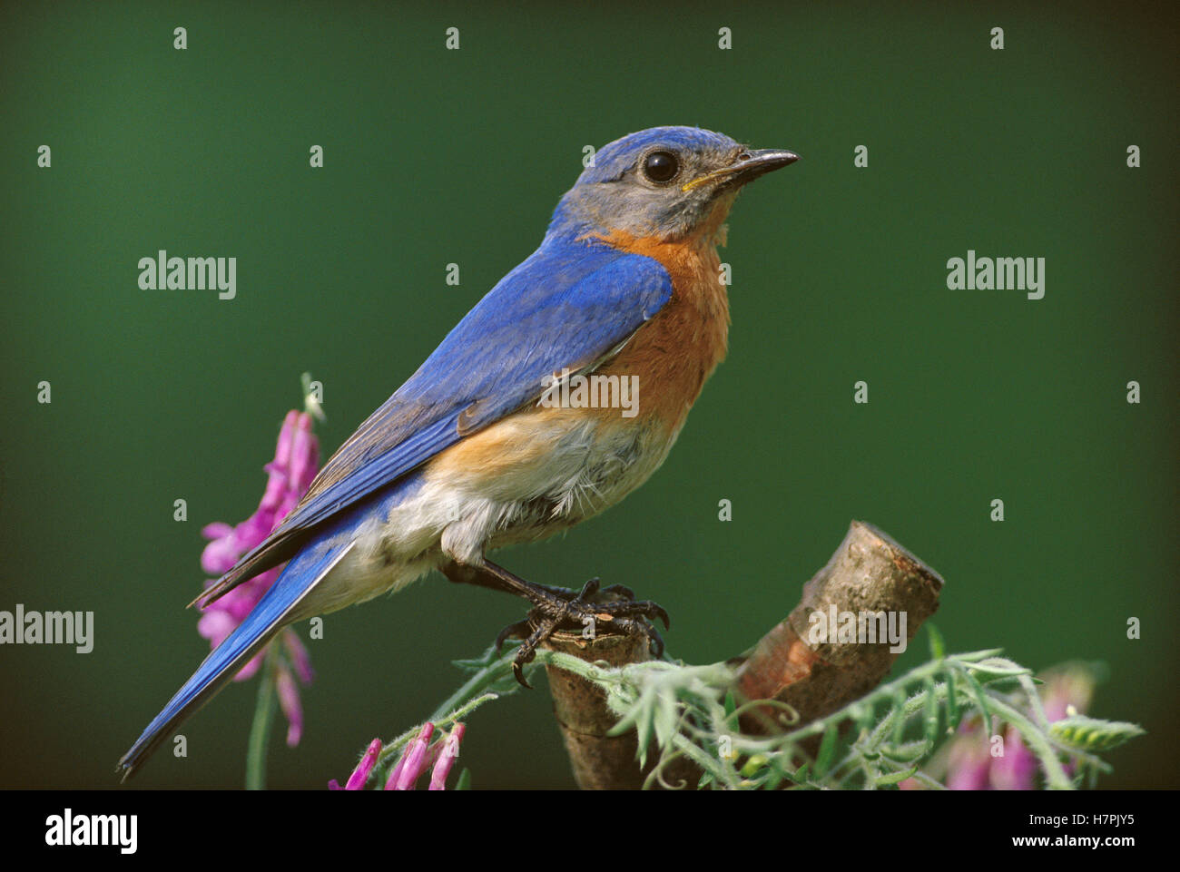 Eastern Bluebird (Sialia sialis) male, Ontario, Canada Stock Photo - Alamy