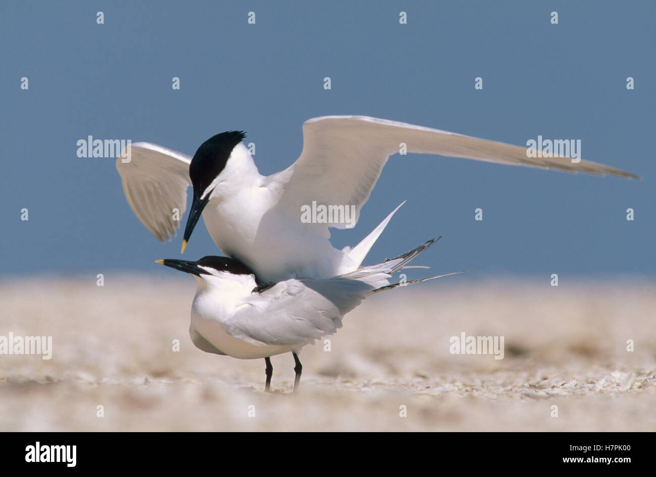 Sandwich Tern (Thalasseus sandvicensis) couple mating, North America ...