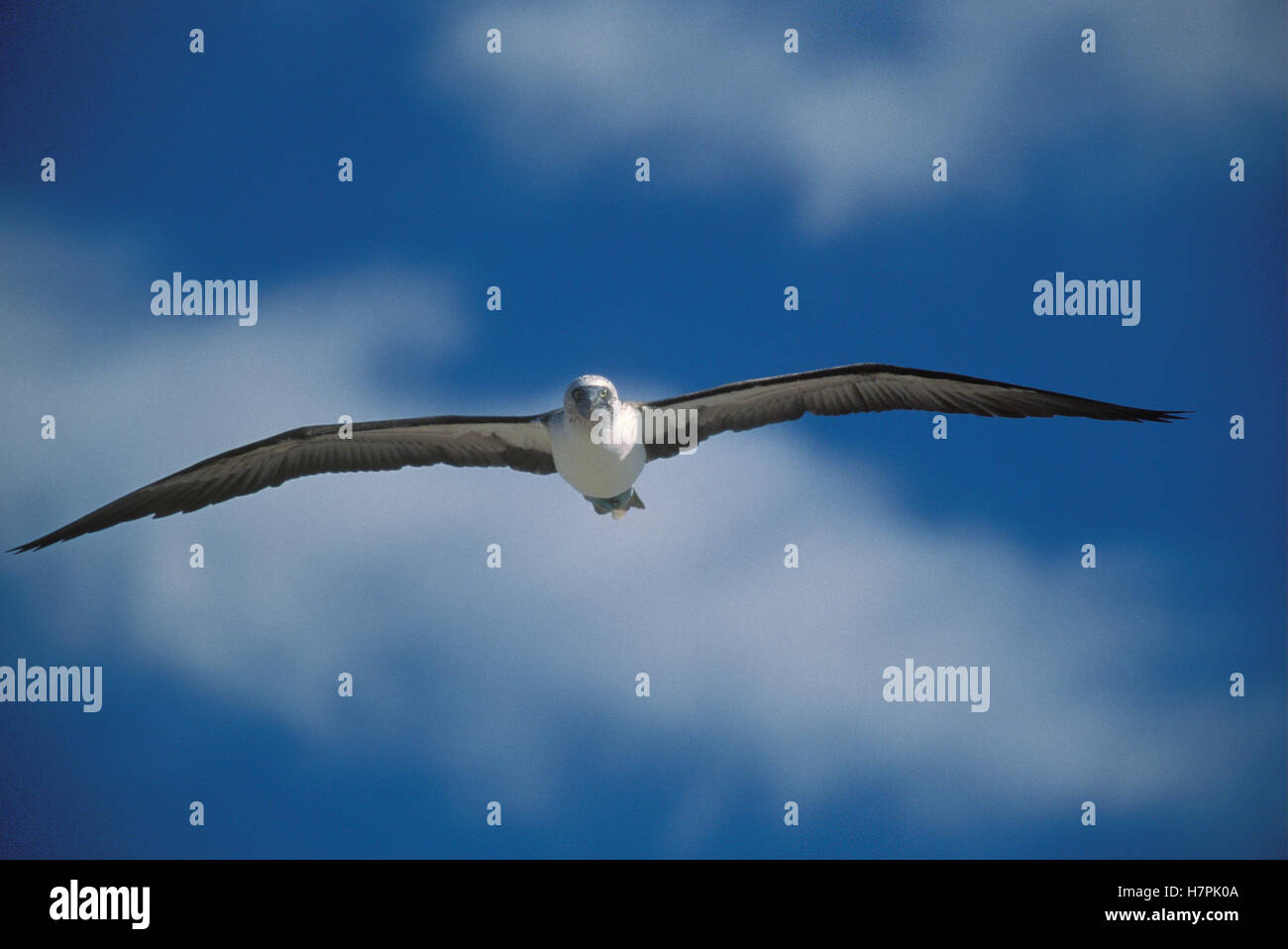 Blue-footed Booby (Sula nebouxii) flying, Isla Isabela, Nayarit, Mexico ...