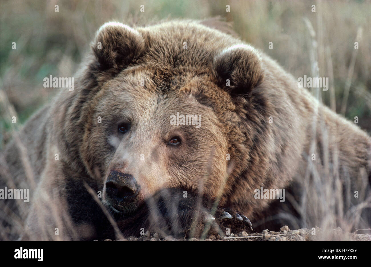 Grizzly Bear (Ursus arctos horribilis) adult resting, Alaska Stock Photo - Alamy