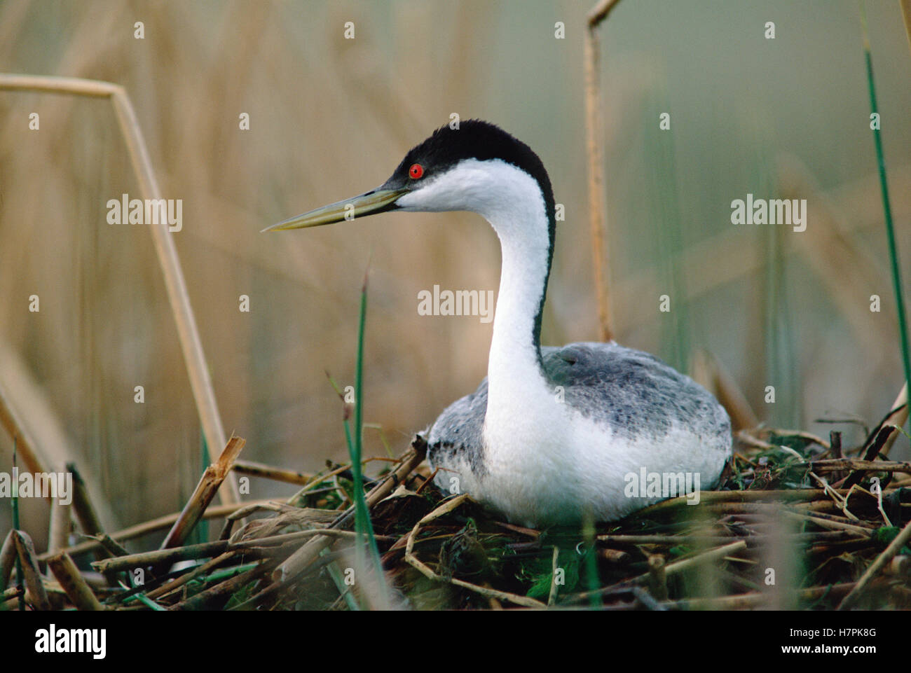 Western Grebe (Aechmophorus occidentalis) parent incubating eggs on ...