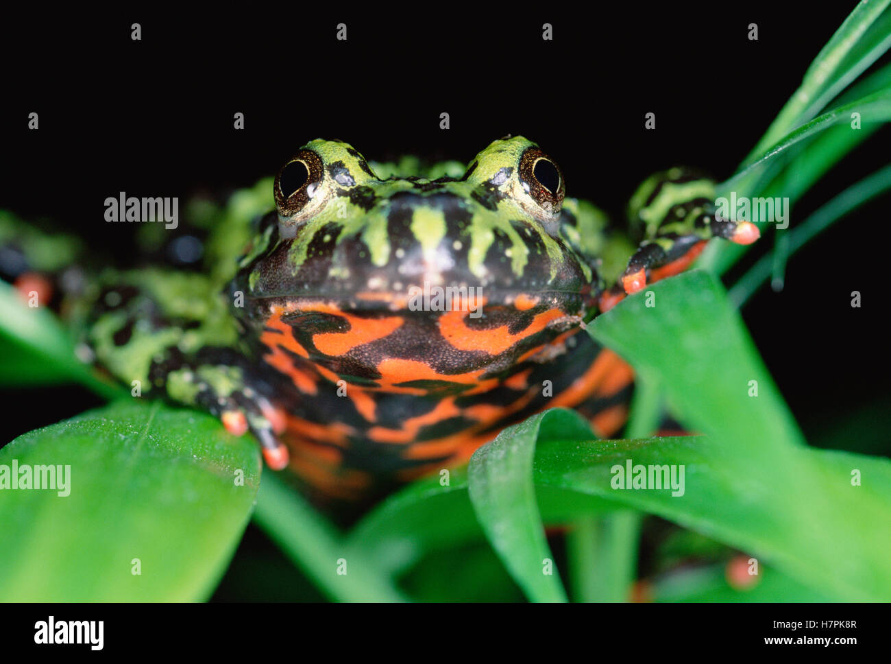 Oriental Fire-bellied Toad (Bombina orientalis) showing its bright red ...
