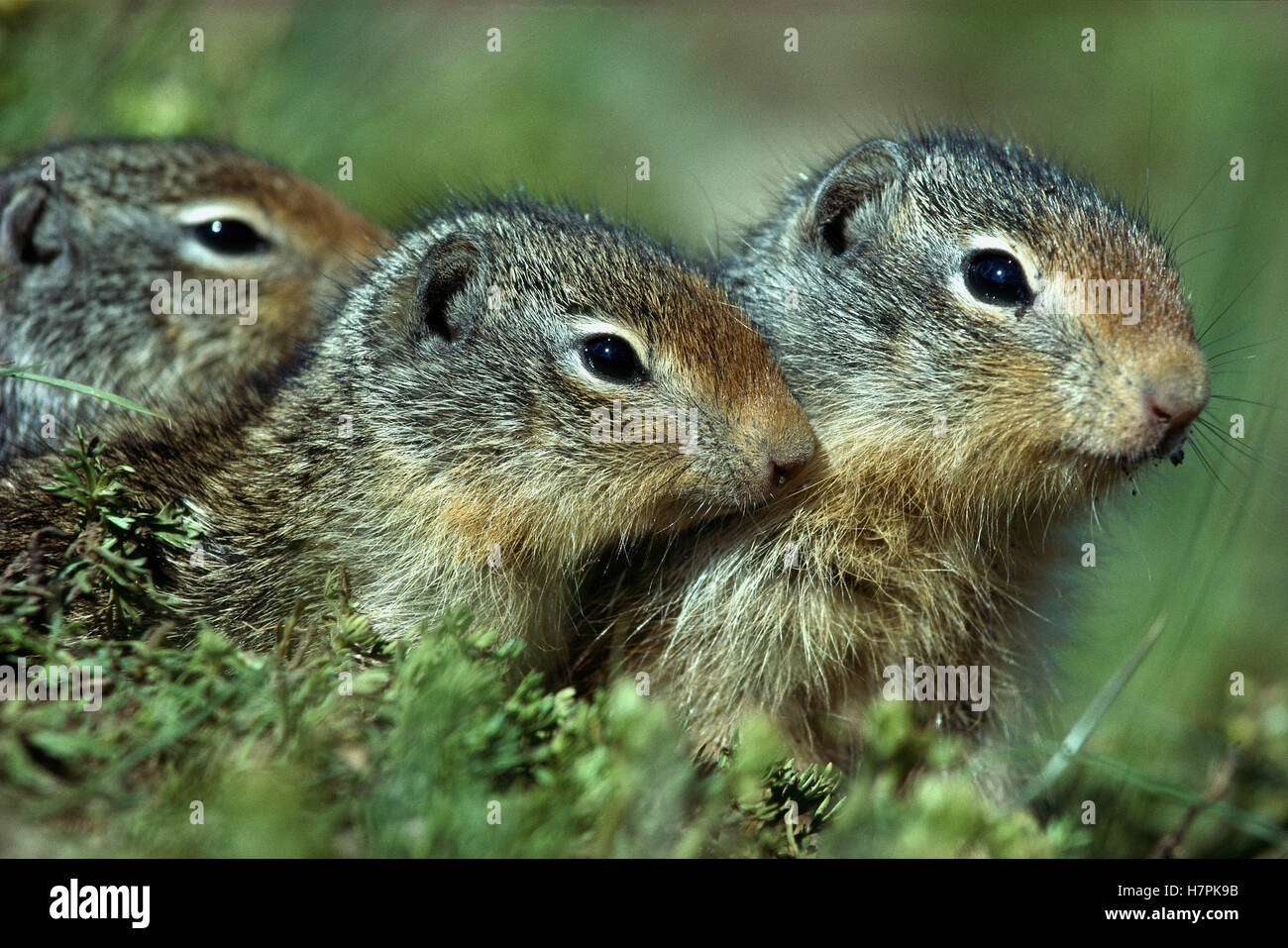 Columbian Ground Squirrel (Spermophilus columbianus) trio, North ...