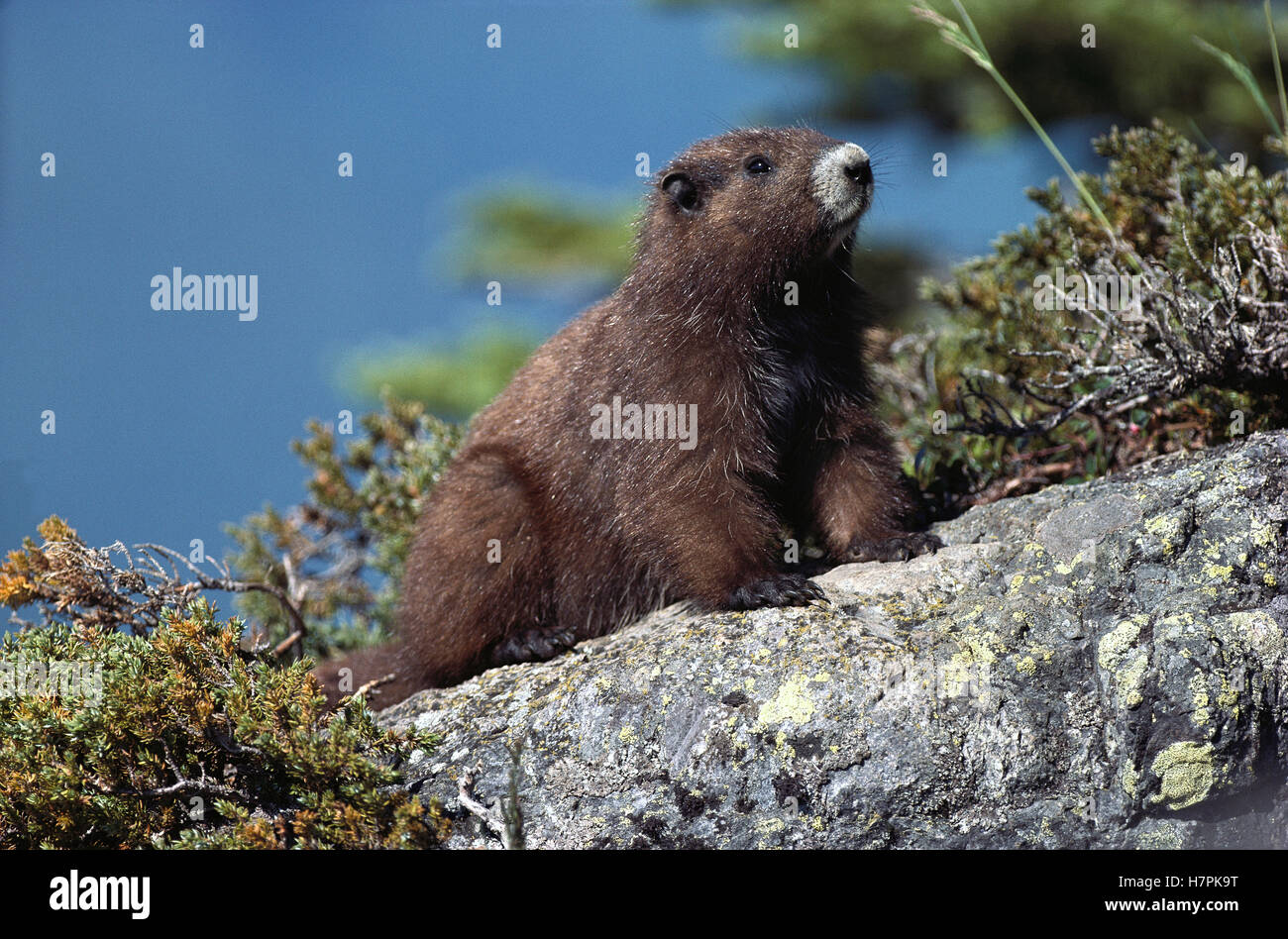 Vancouver Island Marmot (Marmota vancouverensis) portrait on rock, British Columbia, Canada ...