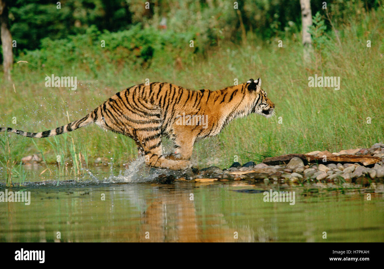 Siberian Tiger (Panthera tigris altaica) running through a shallow ...