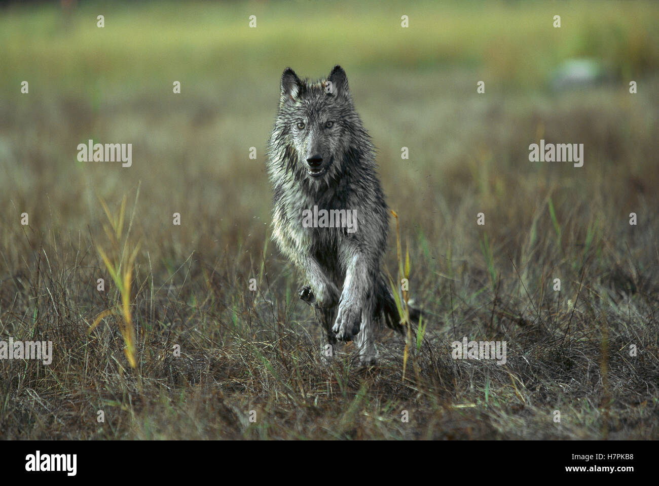 Timber Wolf (Canis lupus) running, North America Stock Photo - Alamy