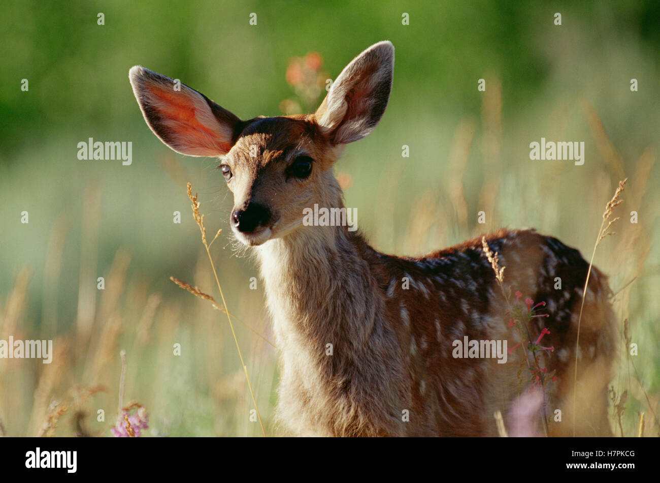 Mule Deer (Odocoileus hemionus) fawn, North America Stock Photo - Alamy