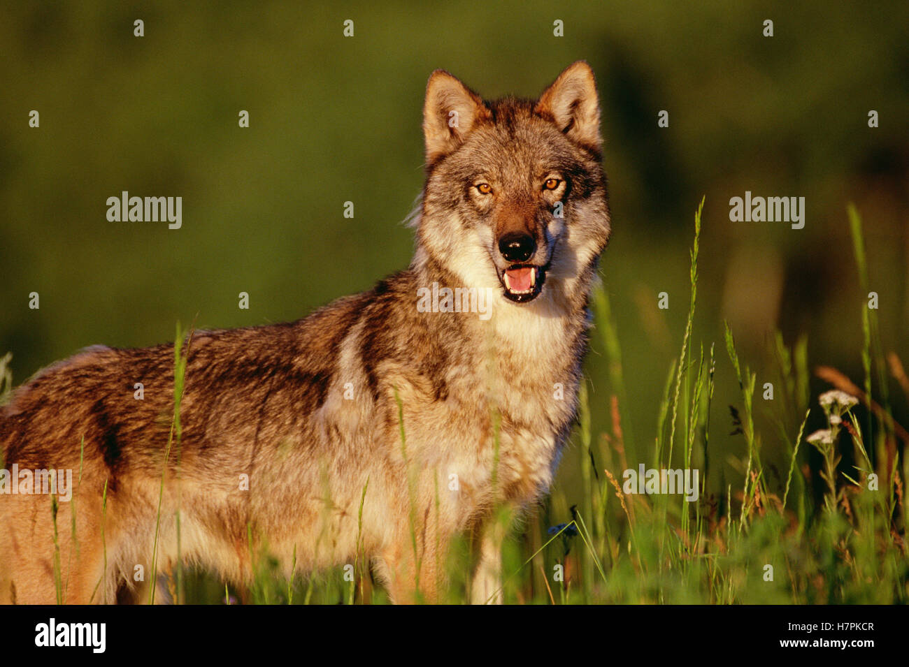Timber Wolf (Canis lupus) portrait, North America Stock Photo - Alamy