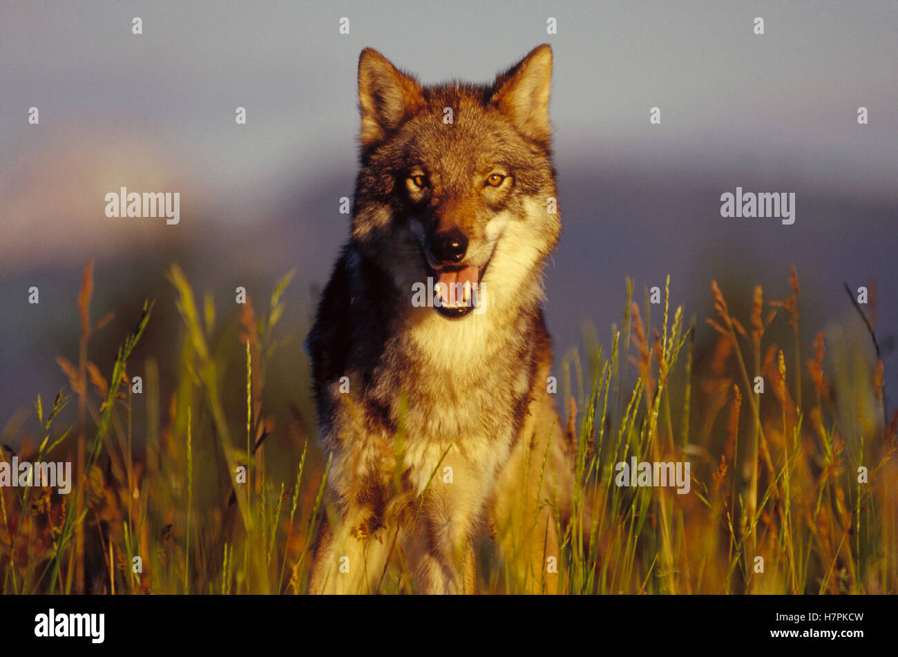 Timber Wolf (Canis lupus) portrait, North America Stock Photo - Alamy