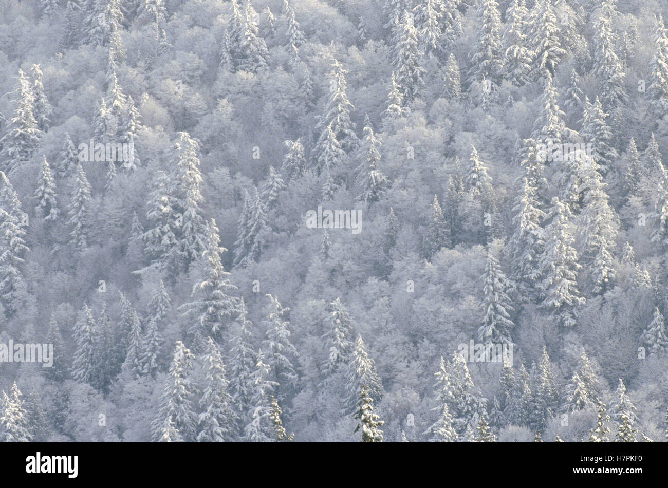 Winter forest, British Columbia, Canada Stock Photo - Alamy