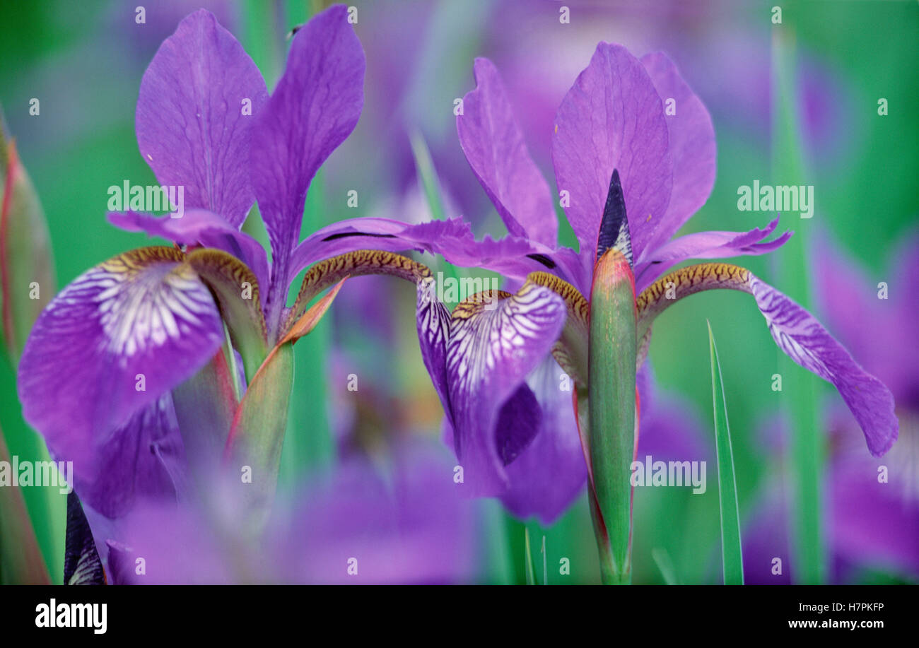 Western Blue Flag Iris (Iris missouriensis) close-up, Hickory Run ...