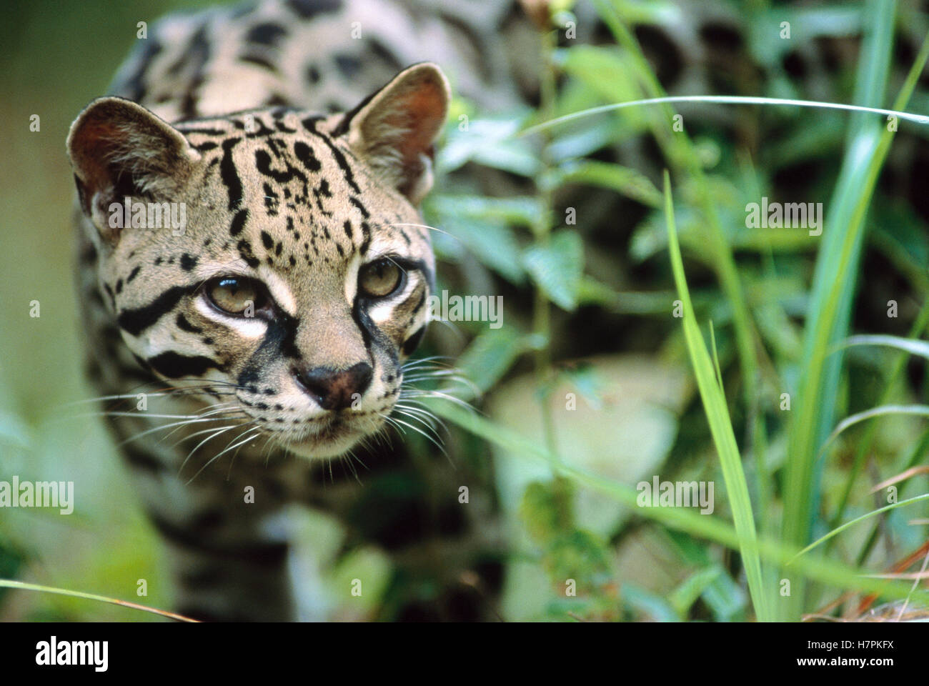 Ocelot (Leopardus pardalis) portrait, Belize Stock Photo - Alamy