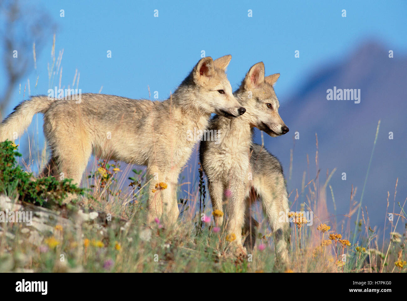 Timber Wolf (Canis lupus) pair of pups, Montana Stock Photo - Alamy