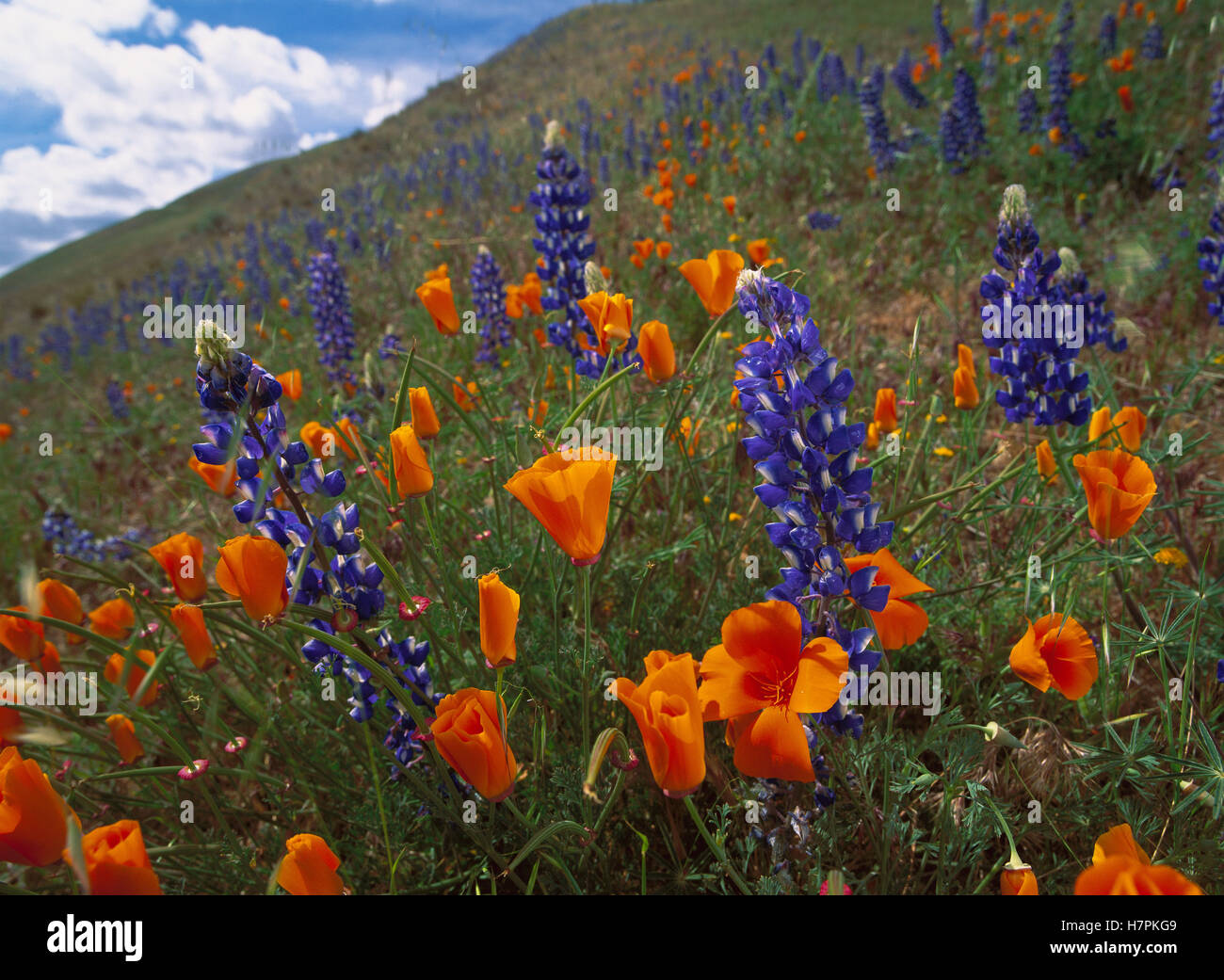 California Poppy (Eschscholzia californica) and Lupine (Lupinus sp ...