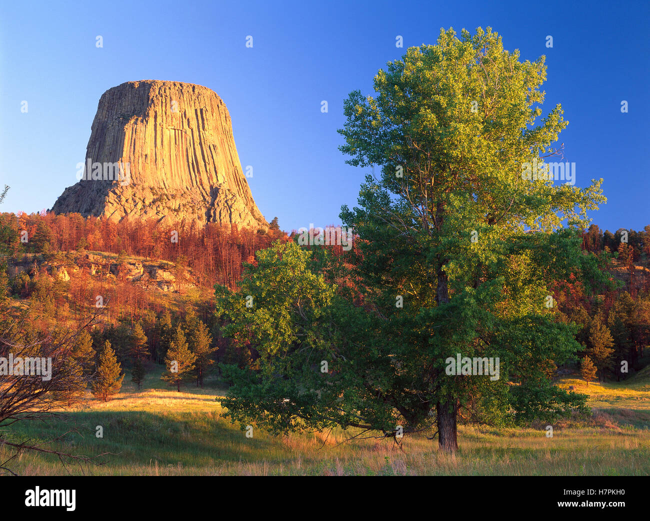 Devil's Tower National Monument showing famous basalt tower, sacred ...
