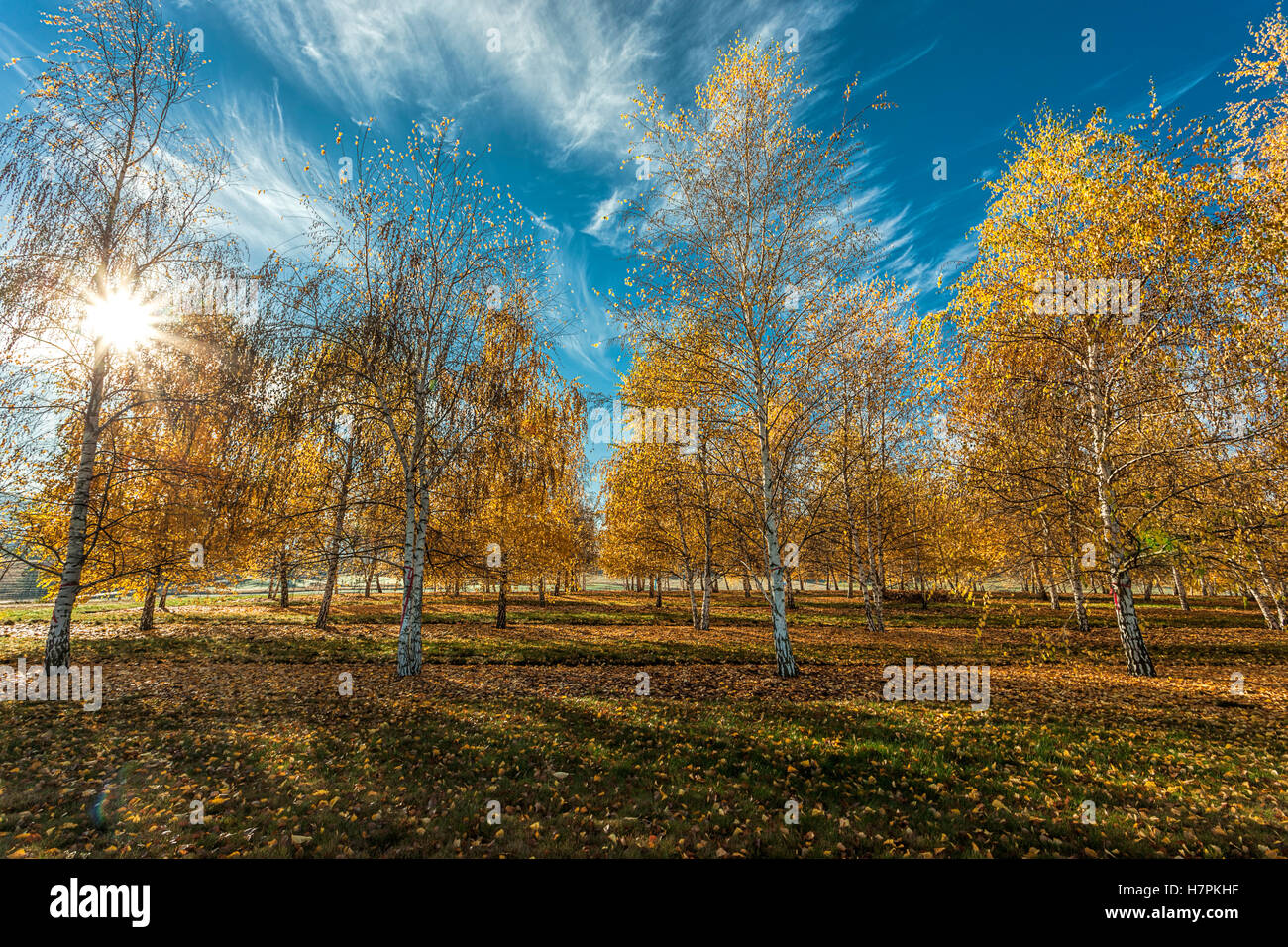 Sun shines through autumn trees Stock Photo - Alamy