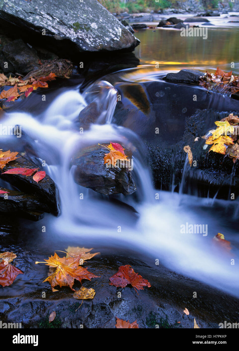 Autumn leaves in Little River, Great Smoky Mountains National Park ...