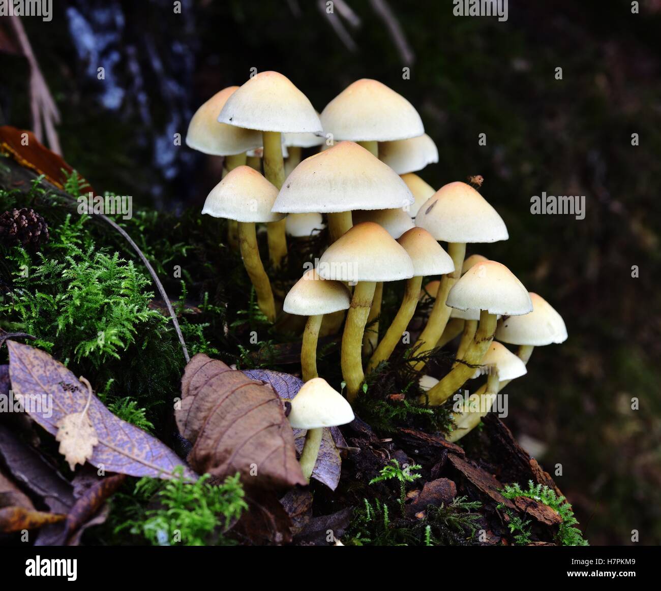 Sunlight on the Autumn Fruiting Fungi Stock Photo - Alamy