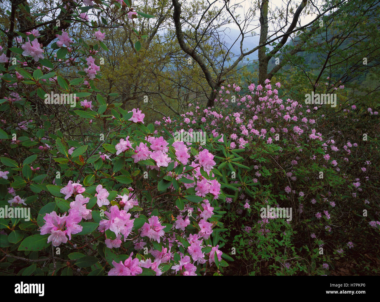 Azalea (Rhododendron nudiflorum) growing along Blue Ridge Parkway ...