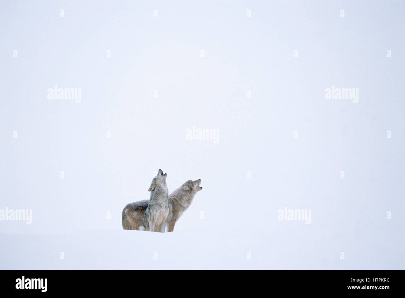 Timber Wolf (Canis lupus) pair howling in snow, North America Stock ...